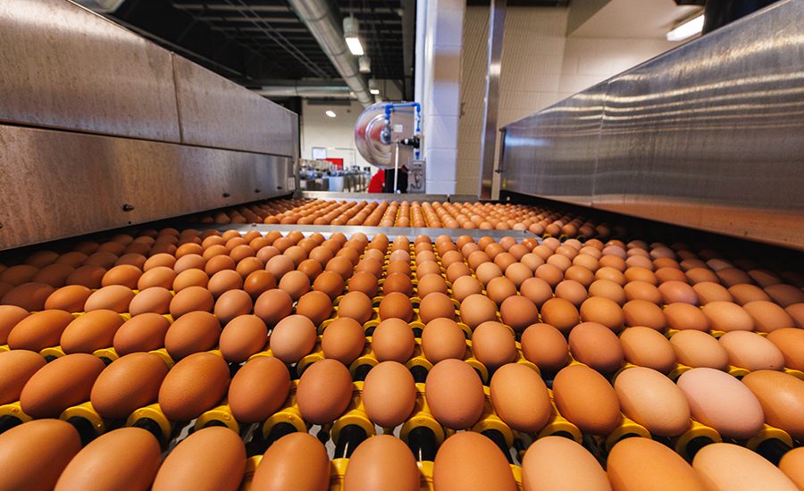 Laying a Model of Sustainability for Food Processing | Food Master